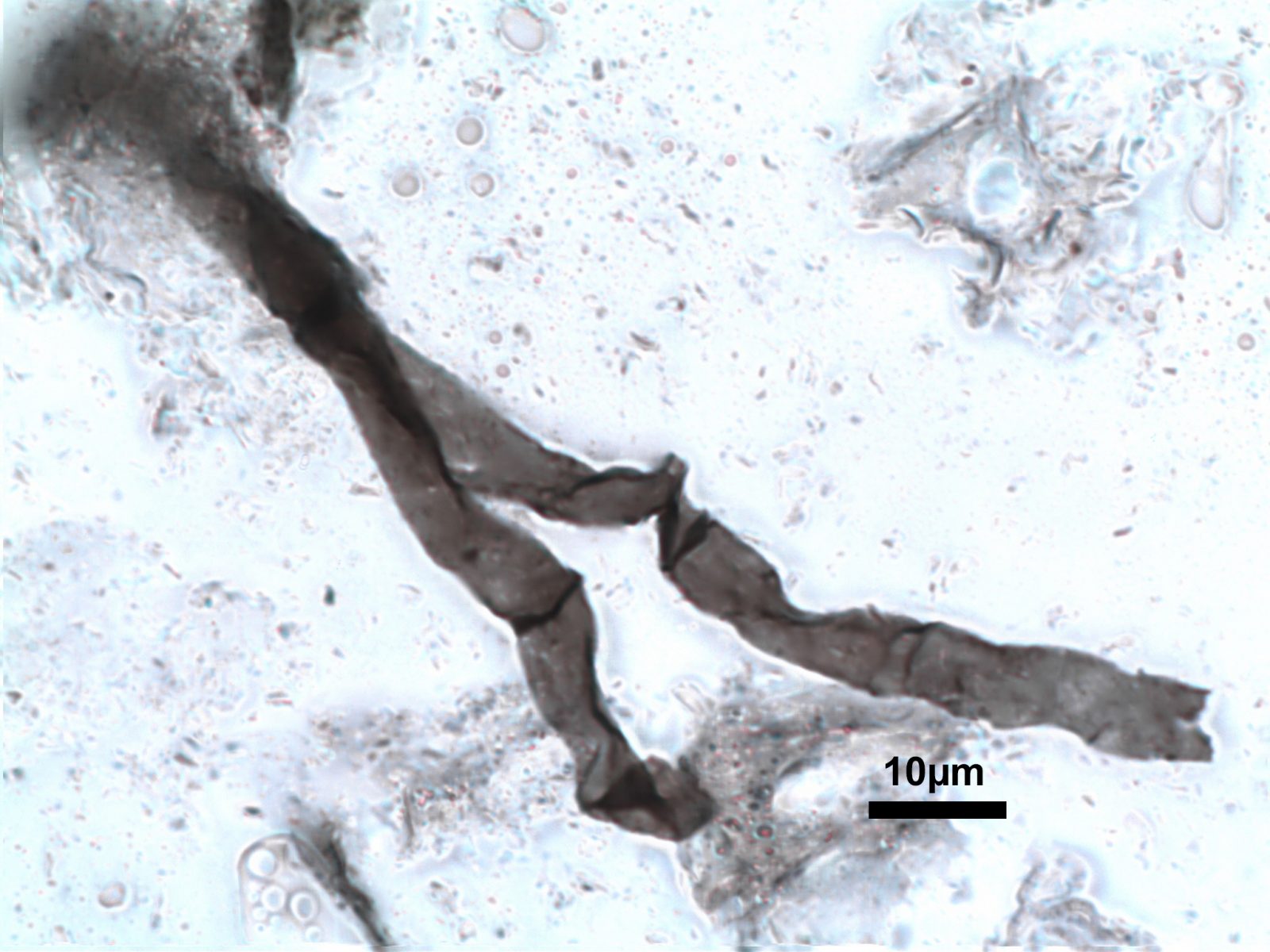 What did the earliest life on Earth look like? - Evidence from the ...