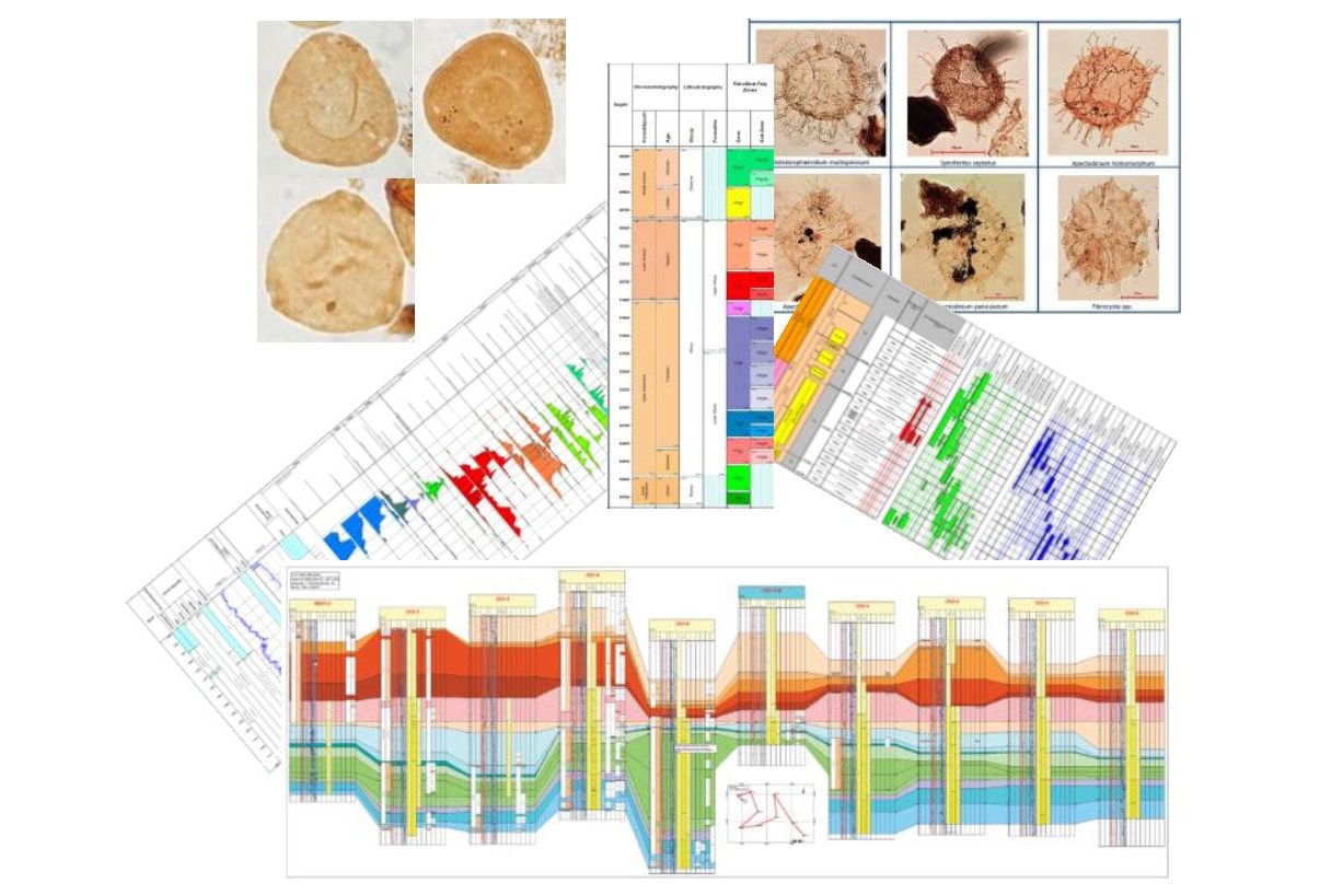 Reservoir Scale Biostratigraphic Study of the Lower Tertiary Wilcox ...